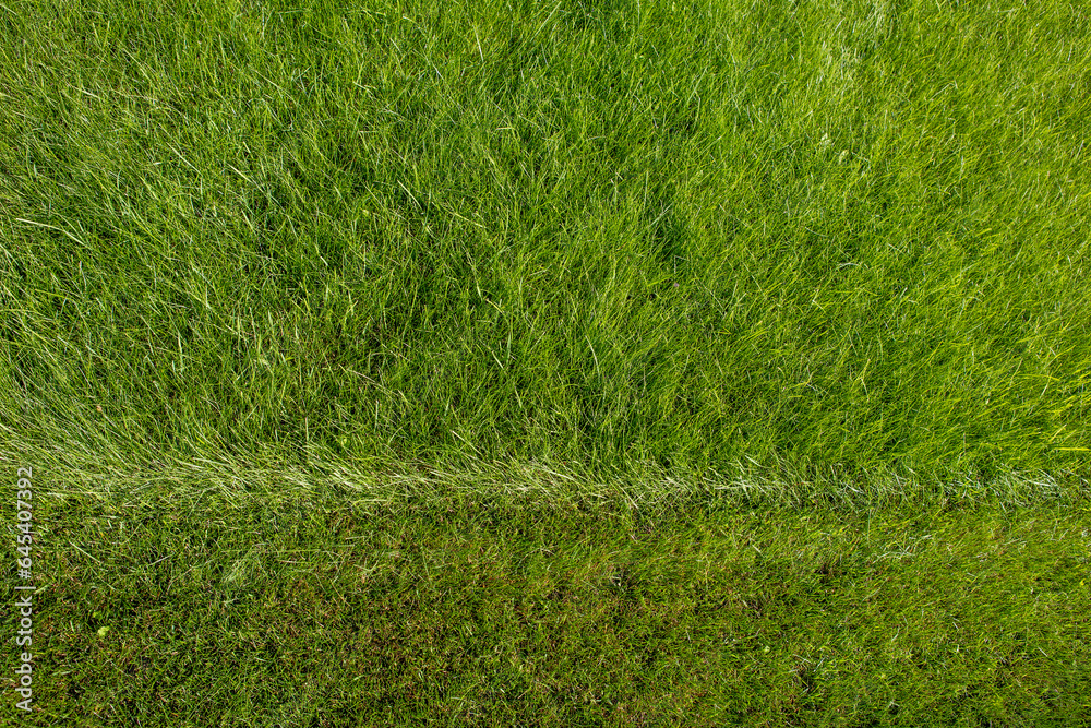 Partially cut grass lawn. Green fresh grass. Difference between ...