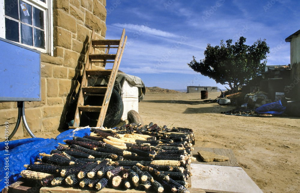 Drying blue corn in Old Oraibi, Hopi Village on Third Mesa, Hopi Indian ...