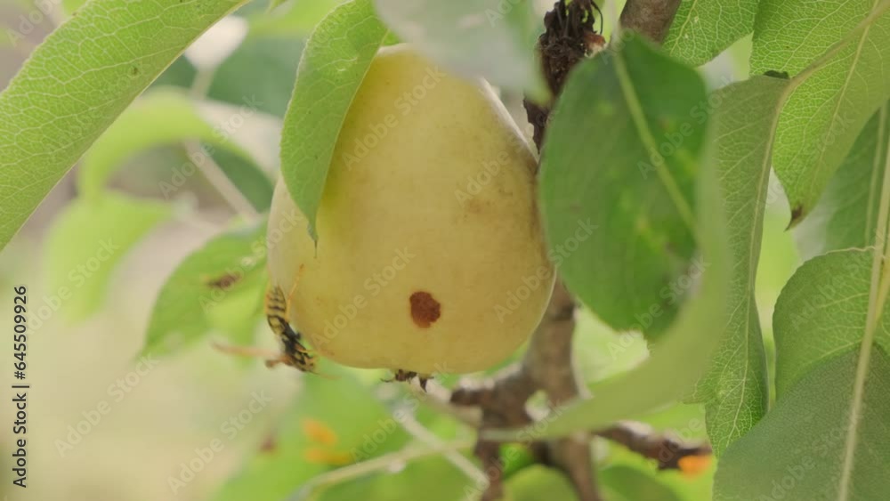 Wasp eats pulp of ripe pear from hole in tree in fruit garden. Stock ...