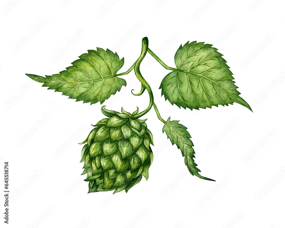 Watercolor illustration of a branch of fresh green hops for use in the ...
