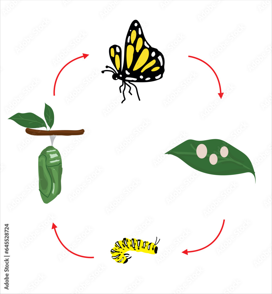 The Butterfly Life cycle vector. Butterfly developmental process Stock ...
