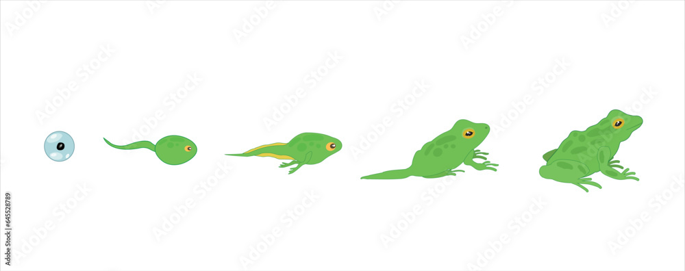 The Frog Life cycle vector. Developmental process of frog Stock Vector ...