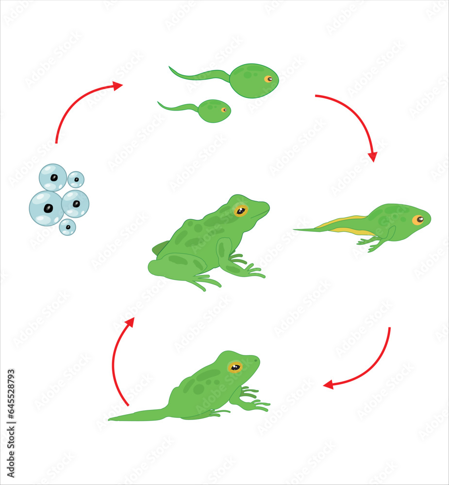 The Frog Life cycle vector. Developmental process of frog Stock Vector ...