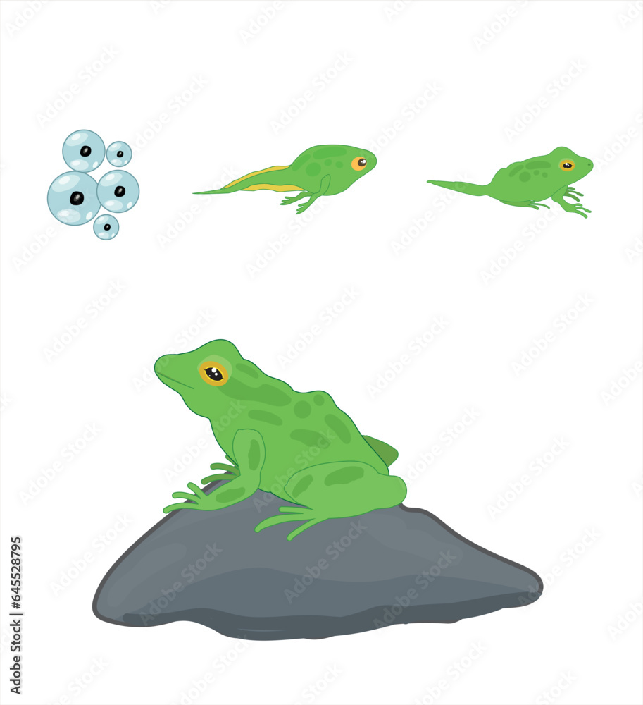 The Frog Life cycle vector. Developmental process of frog Stock Vector ...