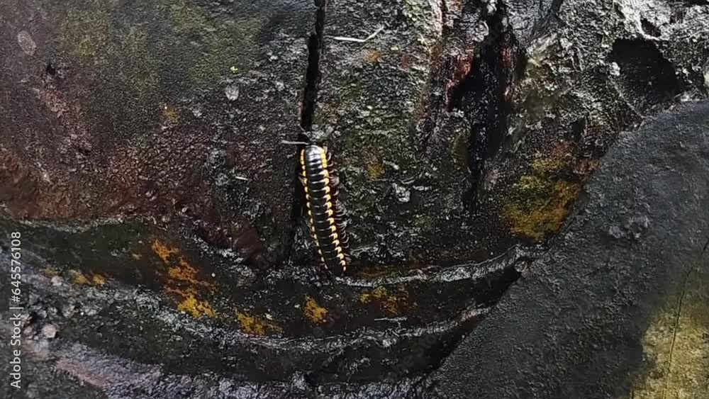 Harpaphe haydeniana or kaki seribu bintik kuning, commonly known as the ...