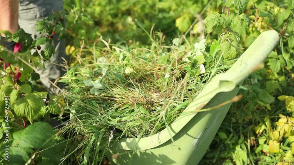 Woman hands removing grass weeds plant from lawn at front yard. Weed ...