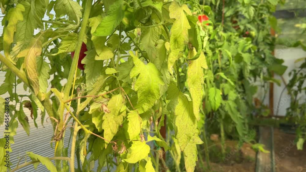 Yellow leaves of tomato plant. Nutrients deficiency, underwatering ...