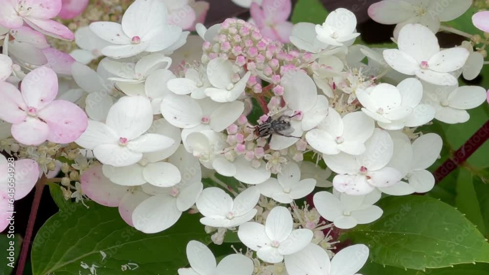 Vidéo Stock Fly insect feasting on beautiful creamy pink flowers and ...