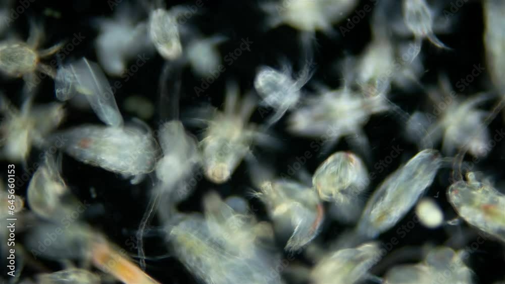 Zooplankton and plankton of White Sea under a microscope. Various types ...