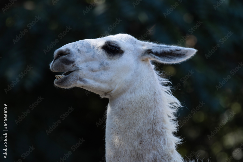 The llama, scientifically known as Lama glama, is a remarkable and ...