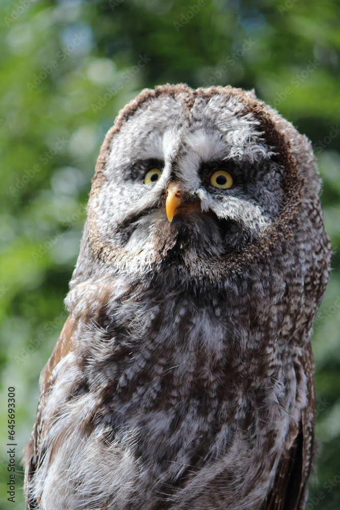 chouette lapone, parc de Courzieu, sauvage, rapace nocturne, plumage ...