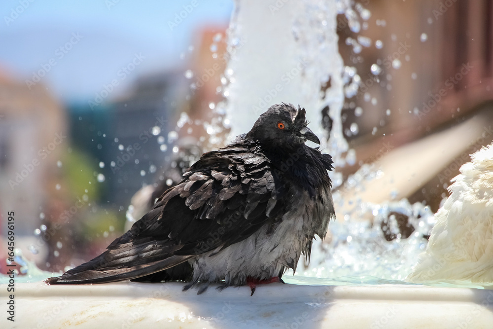 Beautiful Bird's Energetic Adventure in the Outdoors Stock Photo ...