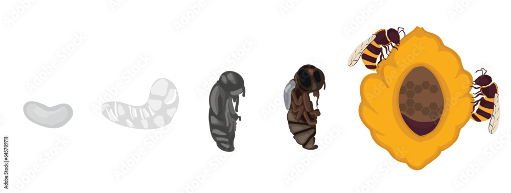 Life cycle of bee vector. Life cycle of bee hand drawing illustration ...