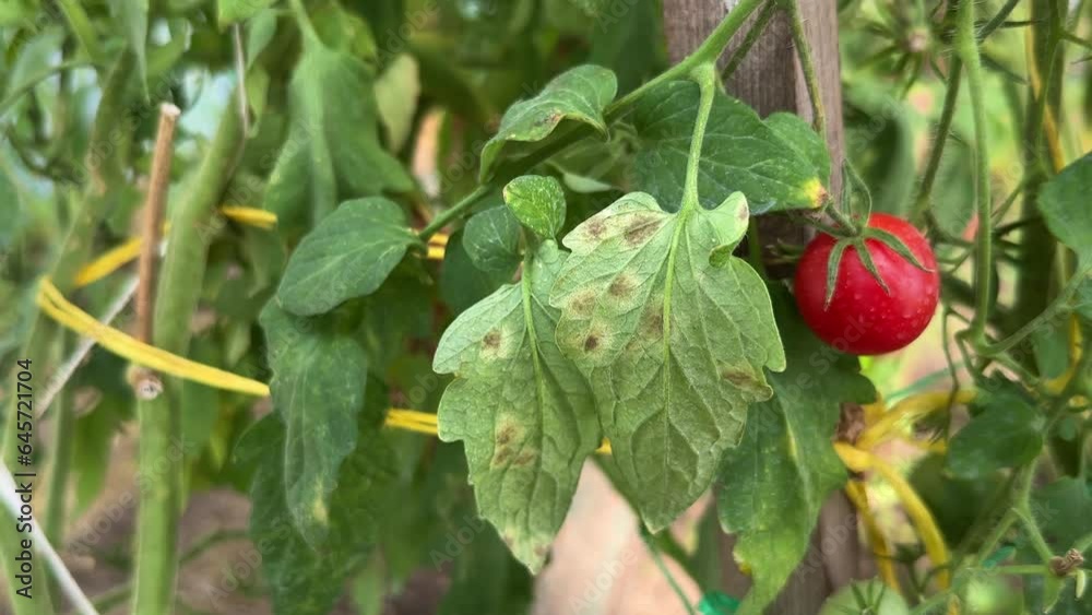 Tomato leaf mold caused by the fungus Passalora fulva or Cladosporium ...
