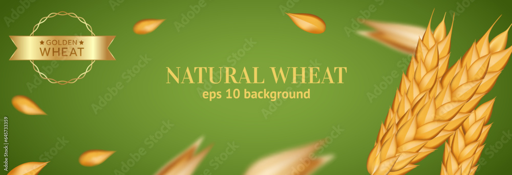 Wheat banner. Realistic Oat grain isolated on green background, bekary ...