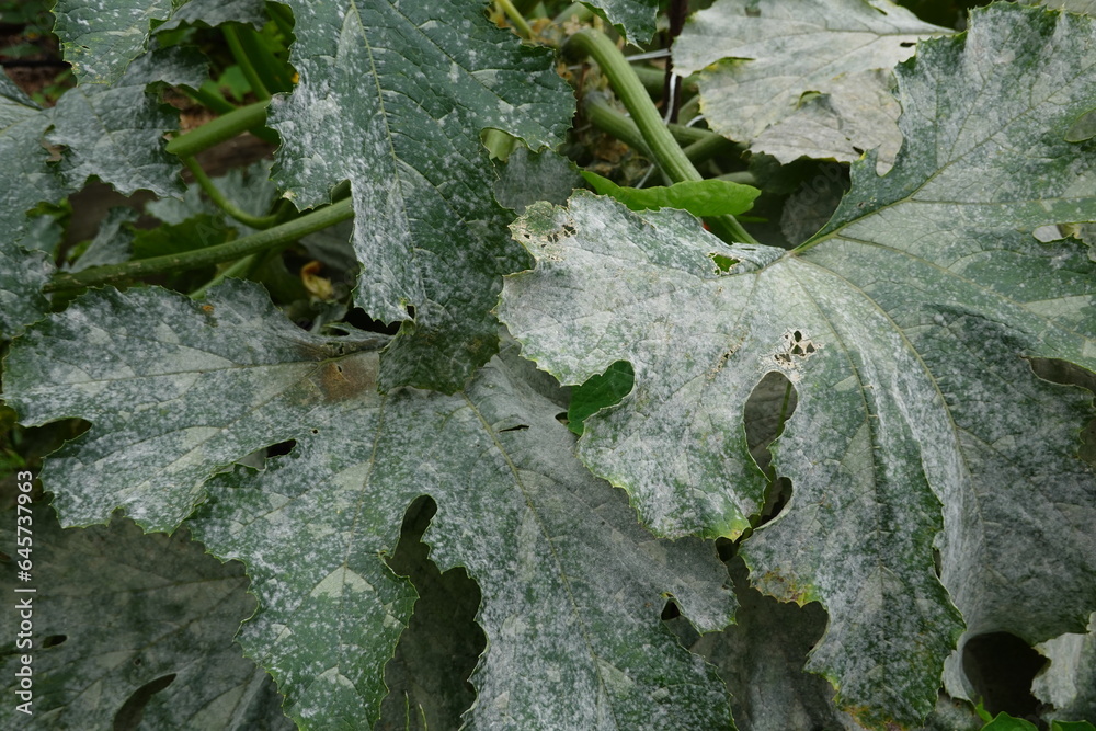 Fungal attack on zucchini leaves. Oidium on backyard garden plant Stock ...