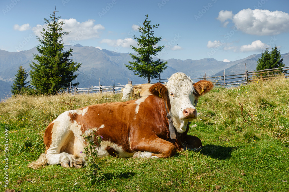 Eine Milchkuh liegt auf einer Alm im Zillertal Stock Photo | Adobe Stock