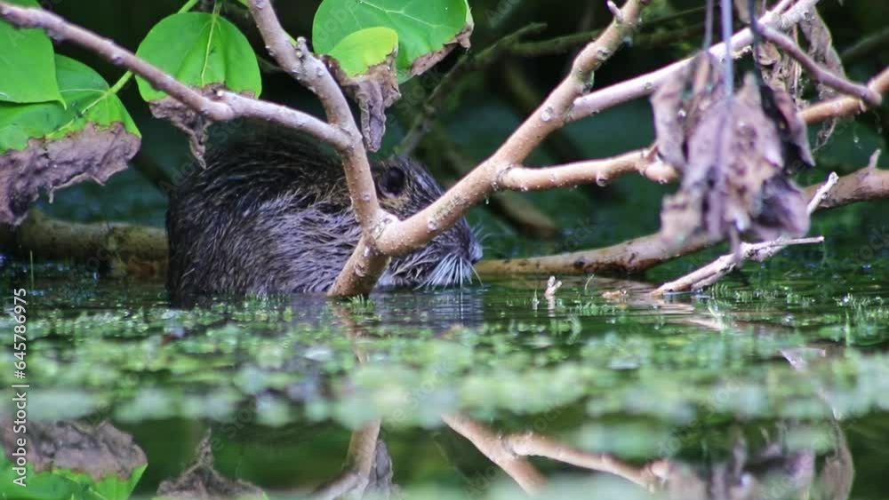 Swimming nutria muskrat beaver rat or river rat in garden pond or lake ...