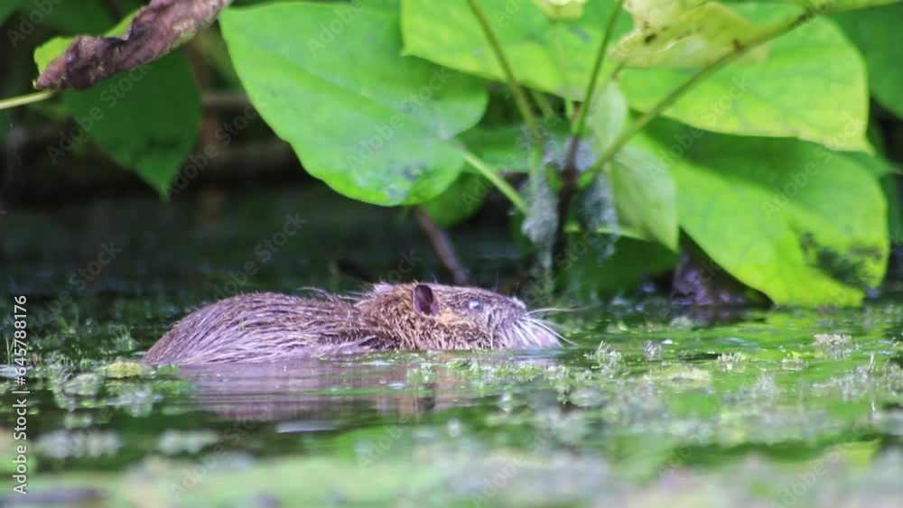 Swimming nutria muskrat beaver rat or river rat in garden pond or lake ...