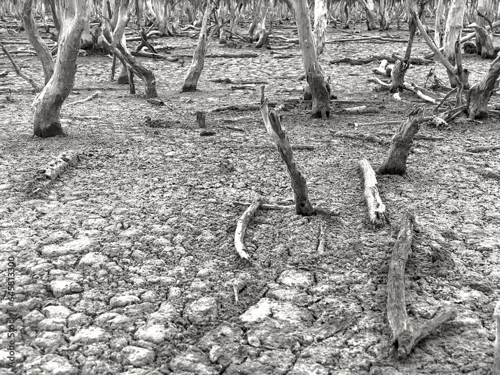Destruction mangrove forest scenery, destruction mangrove forest is an ...