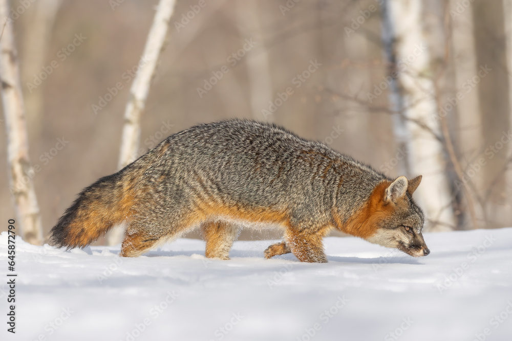 Take a walk through the woods, a native Gray Fox (Urocyon ...