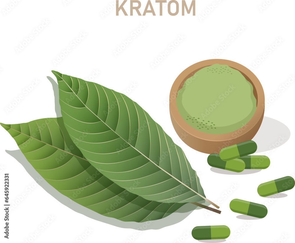 Mitragyna kratom leaf with a powder product. Vector flat illustration ...