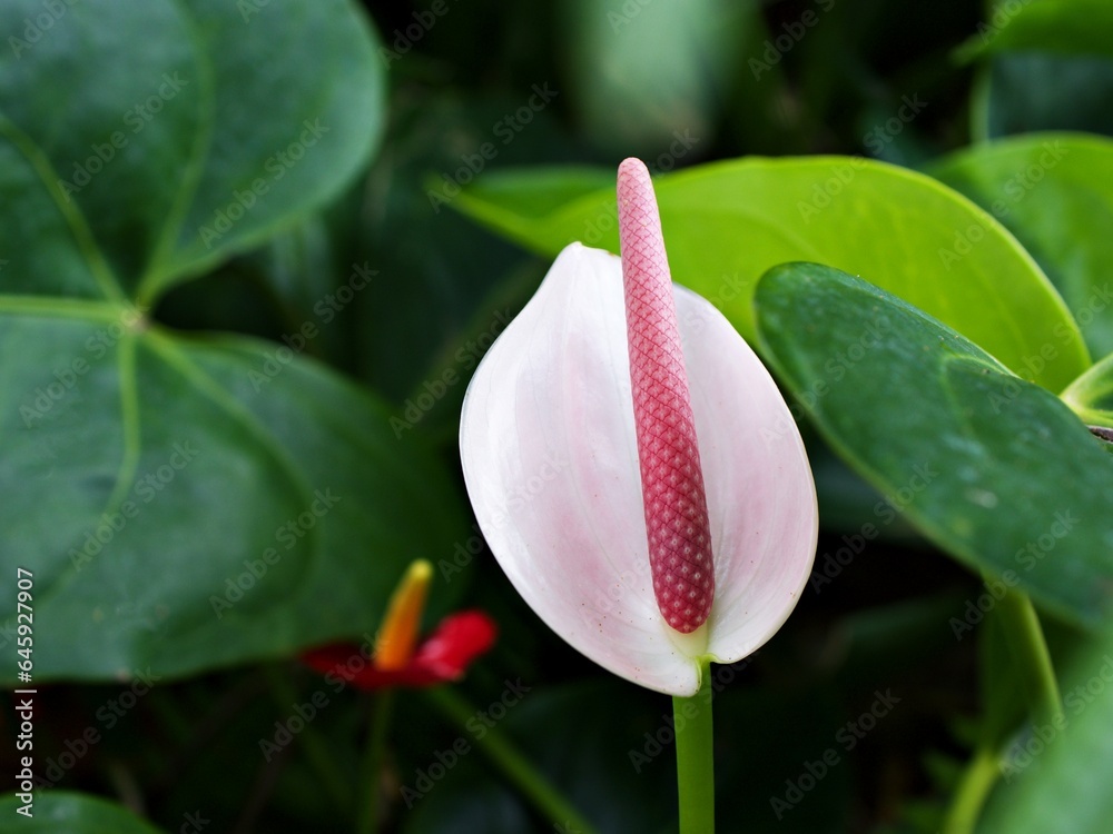 Pink Flamingo flower with green leaf ,Painter's-palette ,Anthurium ...