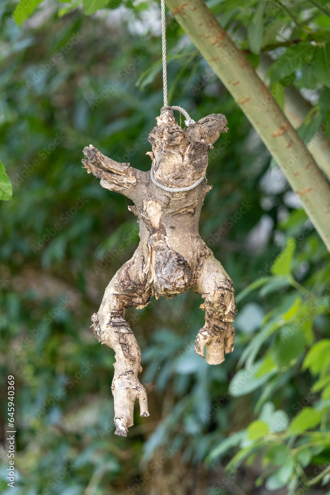The root of the figure's shape hangs from a rope tied to a tree Stock ...