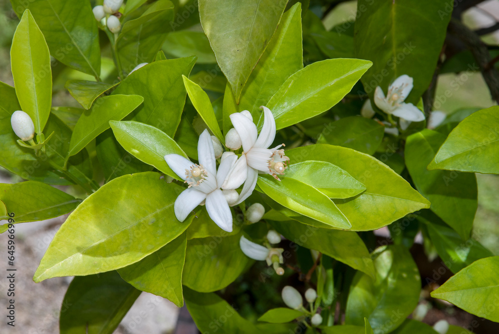 Jasmin commun, Jasminum officinale Stock Photo | Adobe Stock