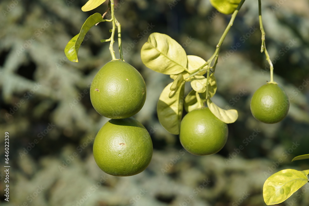 Citrus grandis ,Pomelo, Rutaceae family. Native to South and Southeast ...