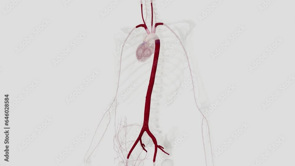 The largest artery in the body is the aorta and it is divided into four ...