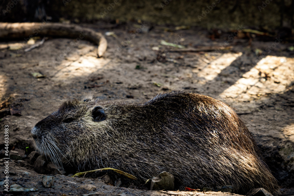 The nutria, also known as the coypu, is a semi-aquatic rodent that ...