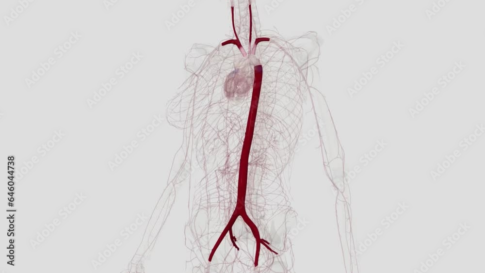 Main branches from the aorta include the brachiocephalic artery, left ...