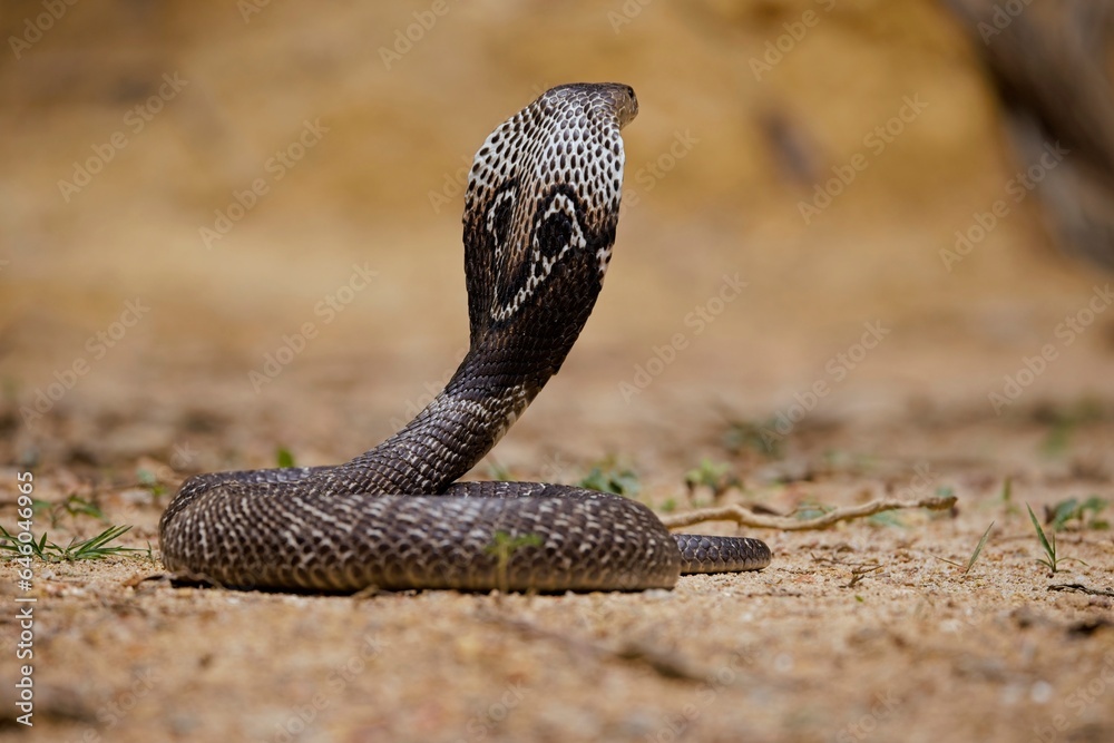 The Indian cobra, also known as the spectacled cobra, Asian cobra, or ...