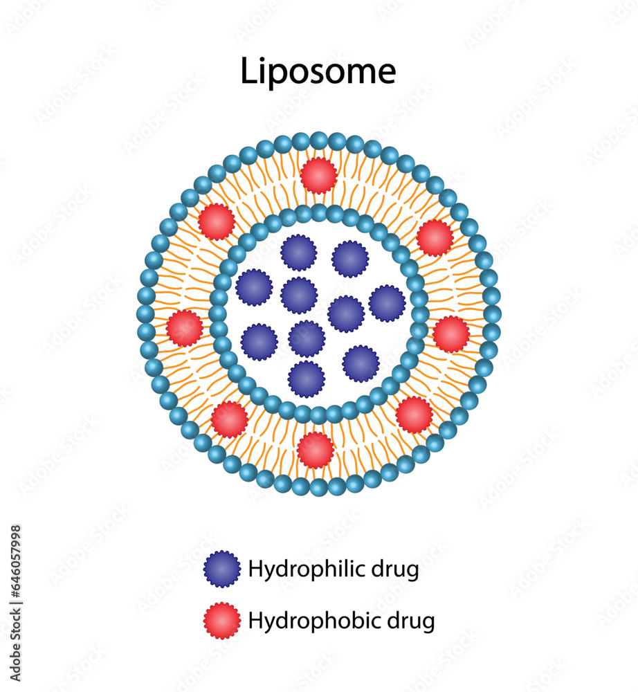 Liposome, with hydrophilic and hydrophobic loads. Phospholipids, Drug ...