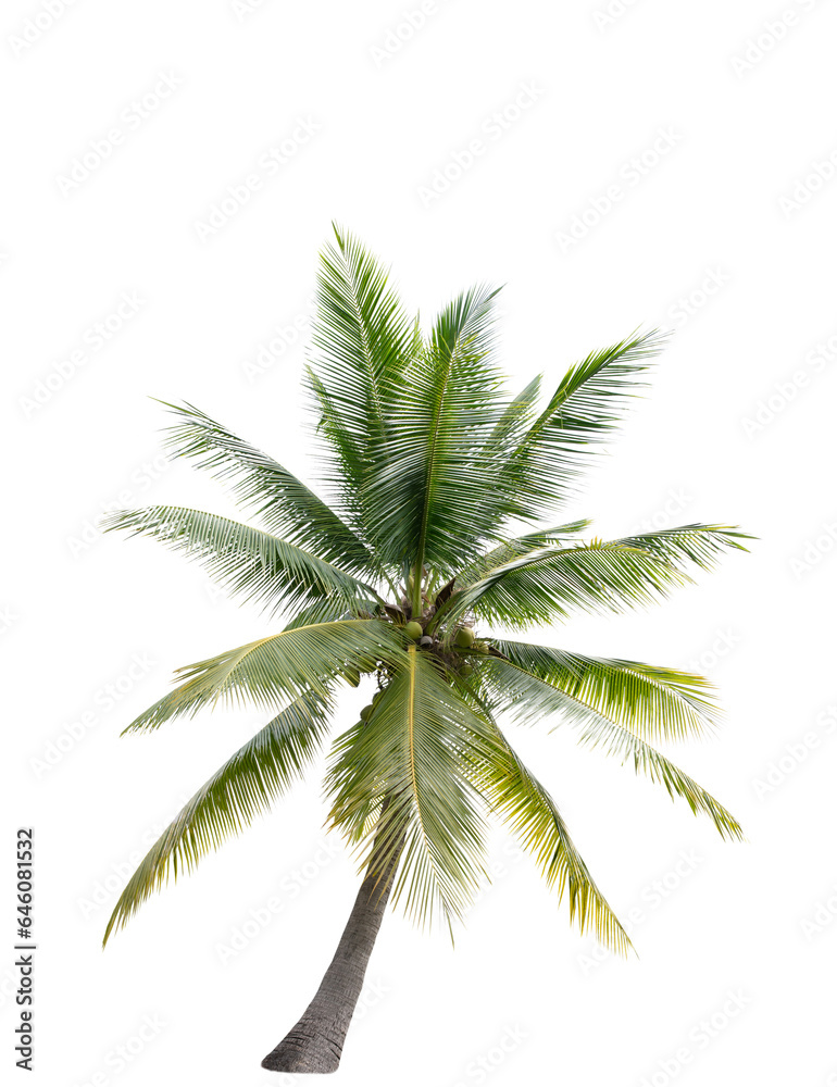 Coconut tree on transparent background Stock Photo | Adobe Stock