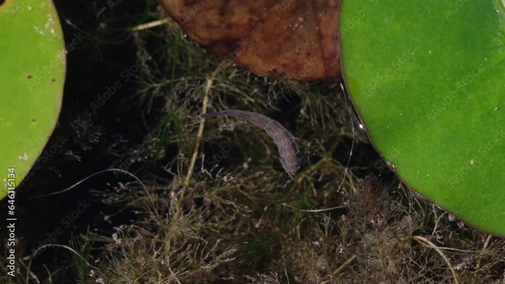Annelid in a lake among waterlily leaves or water plants. Slow motion ...