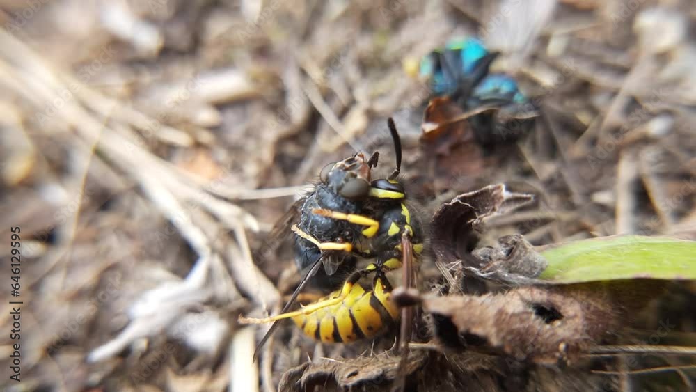Common wasp (Vespula vulgaris) eating prey. This insect has caught a ...