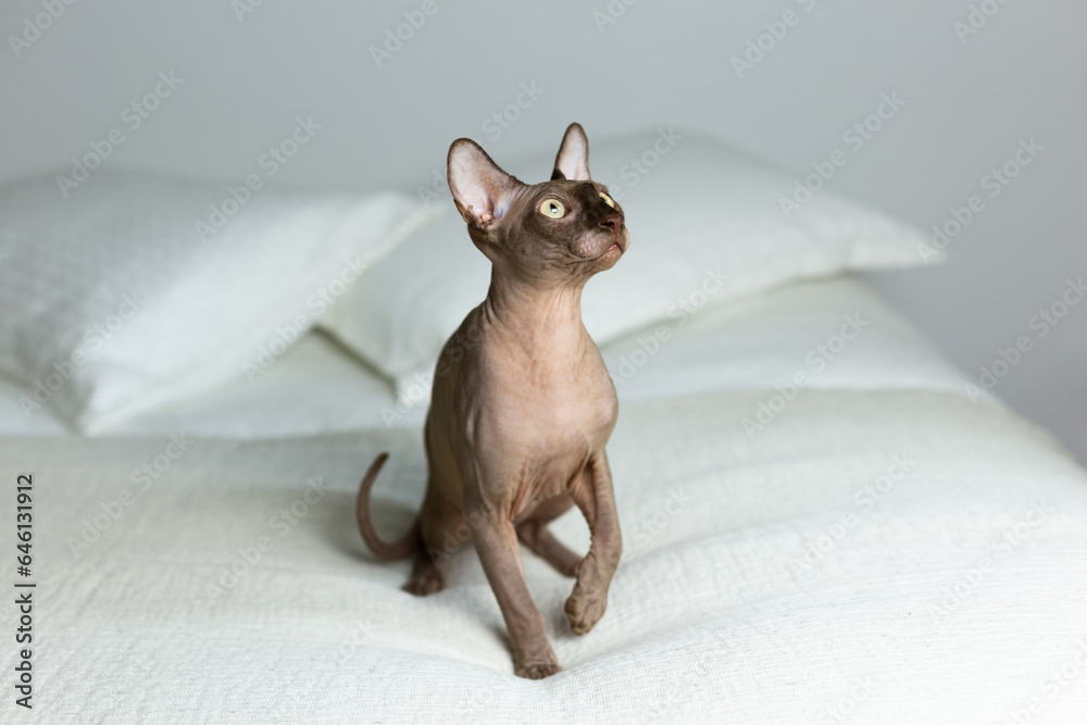 Chocolate Mink Sphynx cat sitting on bed staring intently at the corner ...