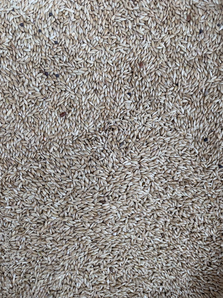 Safflower seed. Safflower (Carthamus tinctorius) is a highly branched ...