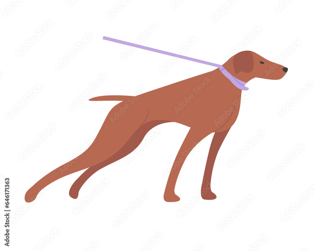 Dog pulling rope walking. Domestic puppy breed, outdoor pet activity ...