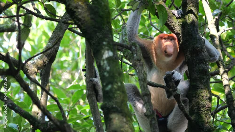 An adult male proboscis monkey (Nasalis larvatus)alpha male is enjoying ...