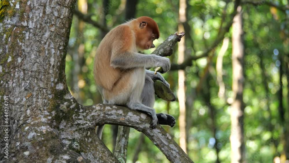 Vídeo do Stock: A young male proboscis monkey (Nasalis larvatus) is ...