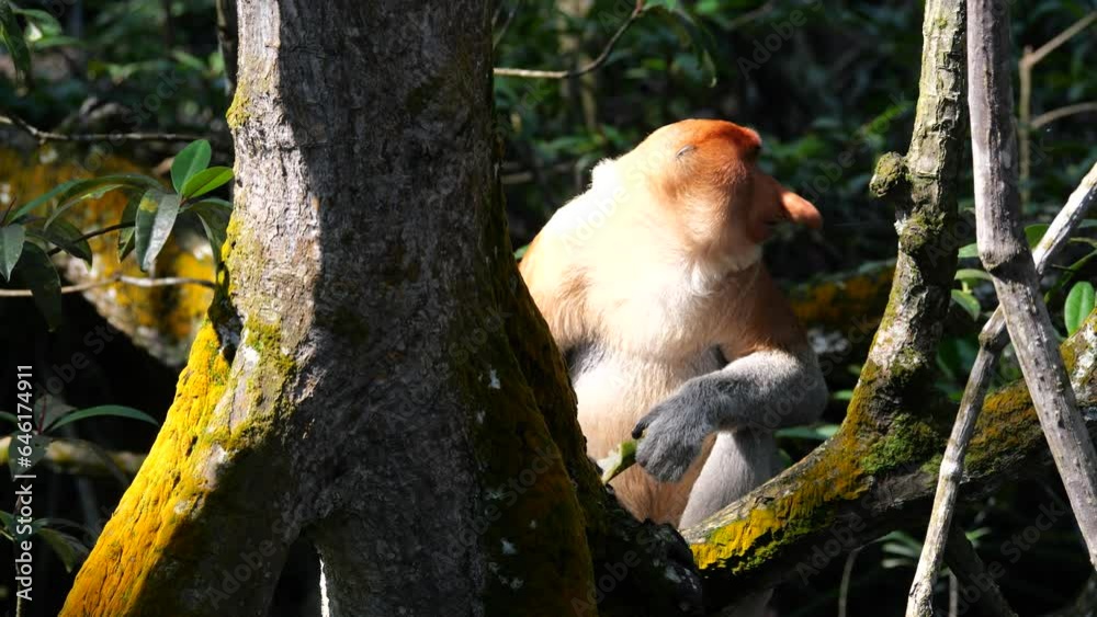 An adult male proboscis monkey (Nasalis larvatus)alpha male is enjoying ...