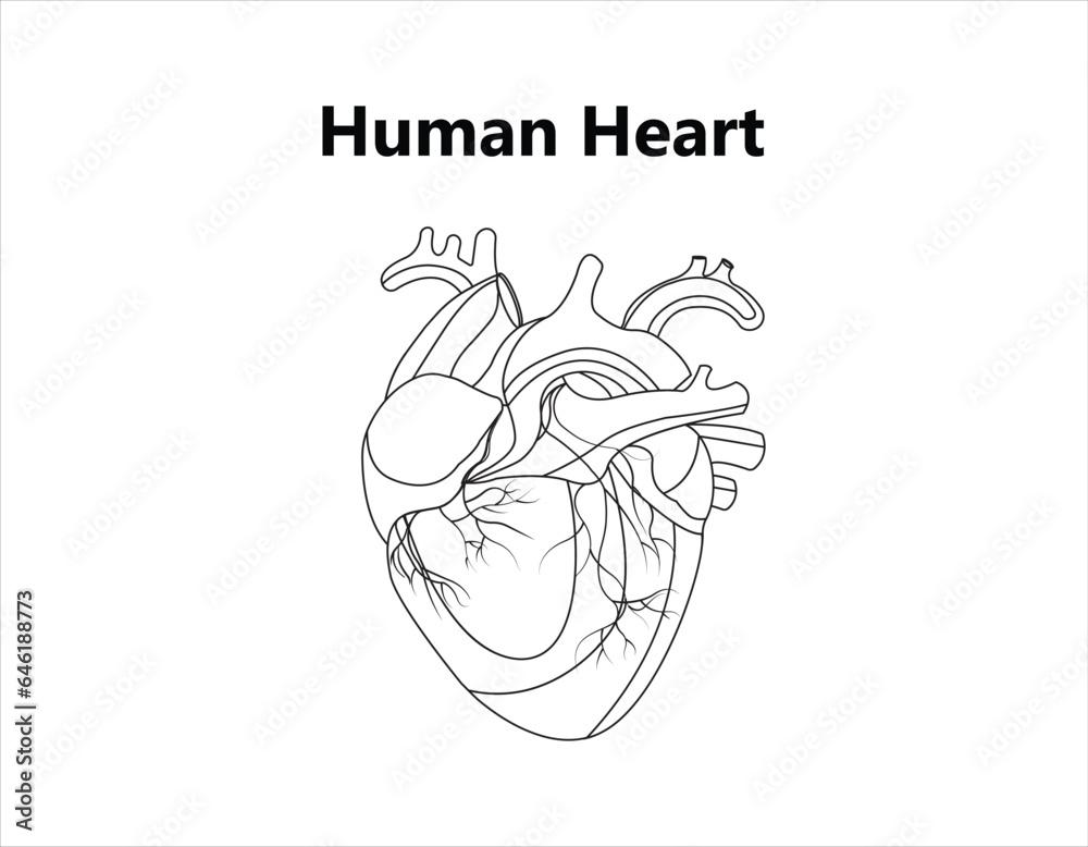 Human heart anatomically correct hand drawn line art and dotwork. Flash ...