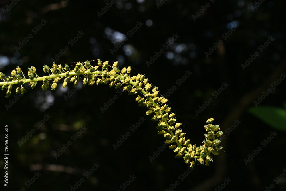 Giant ragweed ( Ambrosia trifida ) flowers. Asteraceae annual wind ...