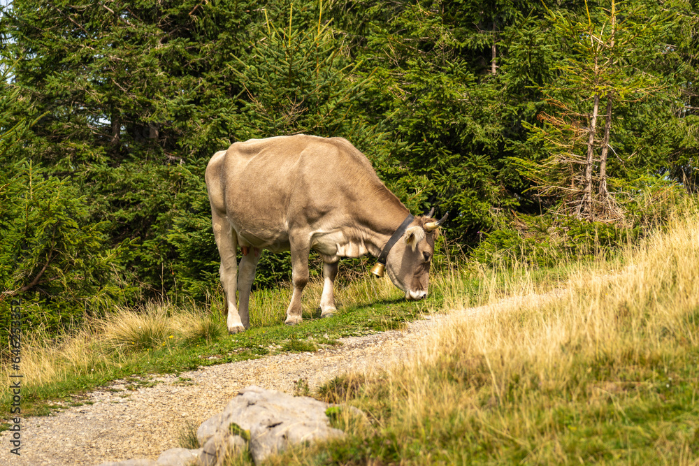 Free-ranging cow on the meadow between fir trees and on the path side ...