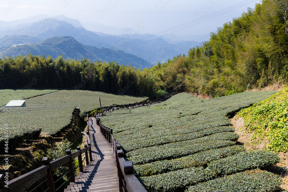 Hiking trail with green tea tree field in Shizhuo Trails at Alishan of ...