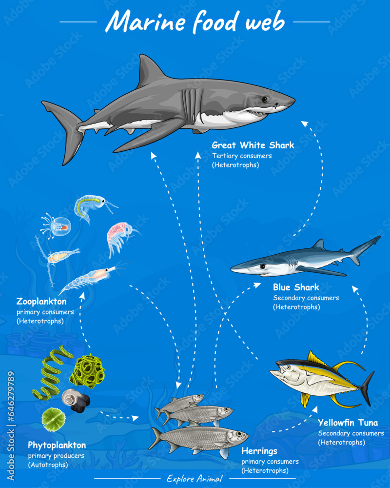 Marine food web Stock Vector | Adobe Stock