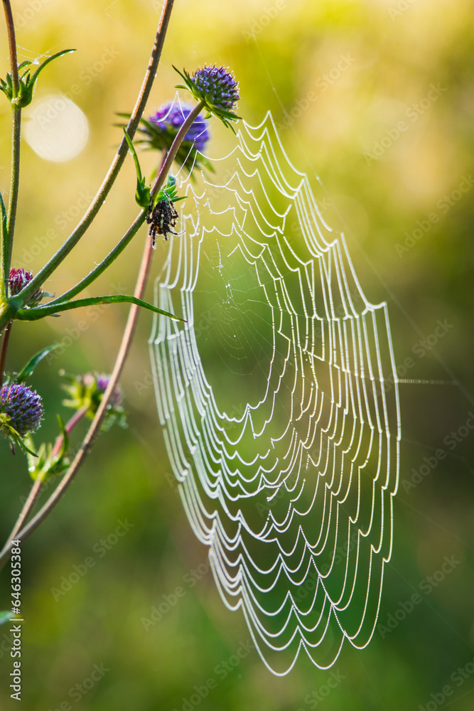 spider web and wild plant nature scene close up photography with blurry ...